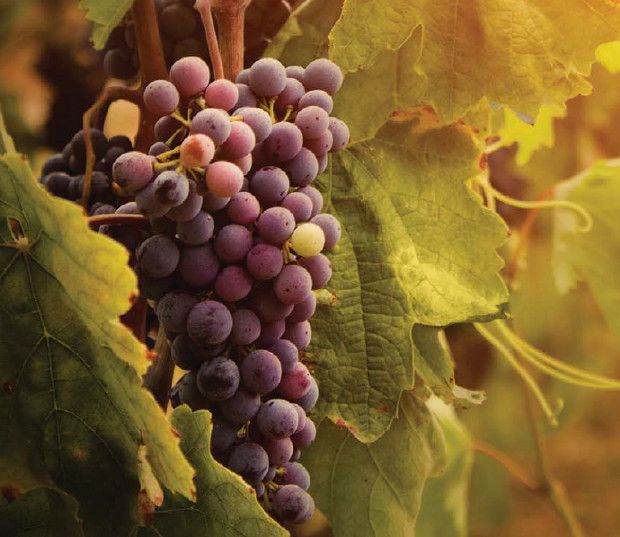 A record year nears | Bermuda Re